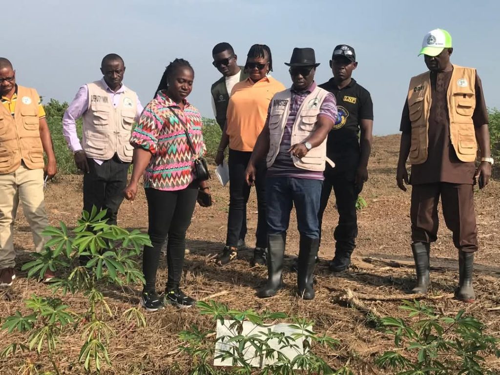 Boosting Cassava Production for a Stronger Liberia! - Global News ...